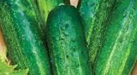 Cucumber | Cooperative Extension | University of Delaware
