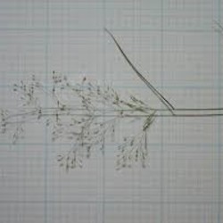 Establishing Meadows from Seed in Delaware| Cooperative Extension ...