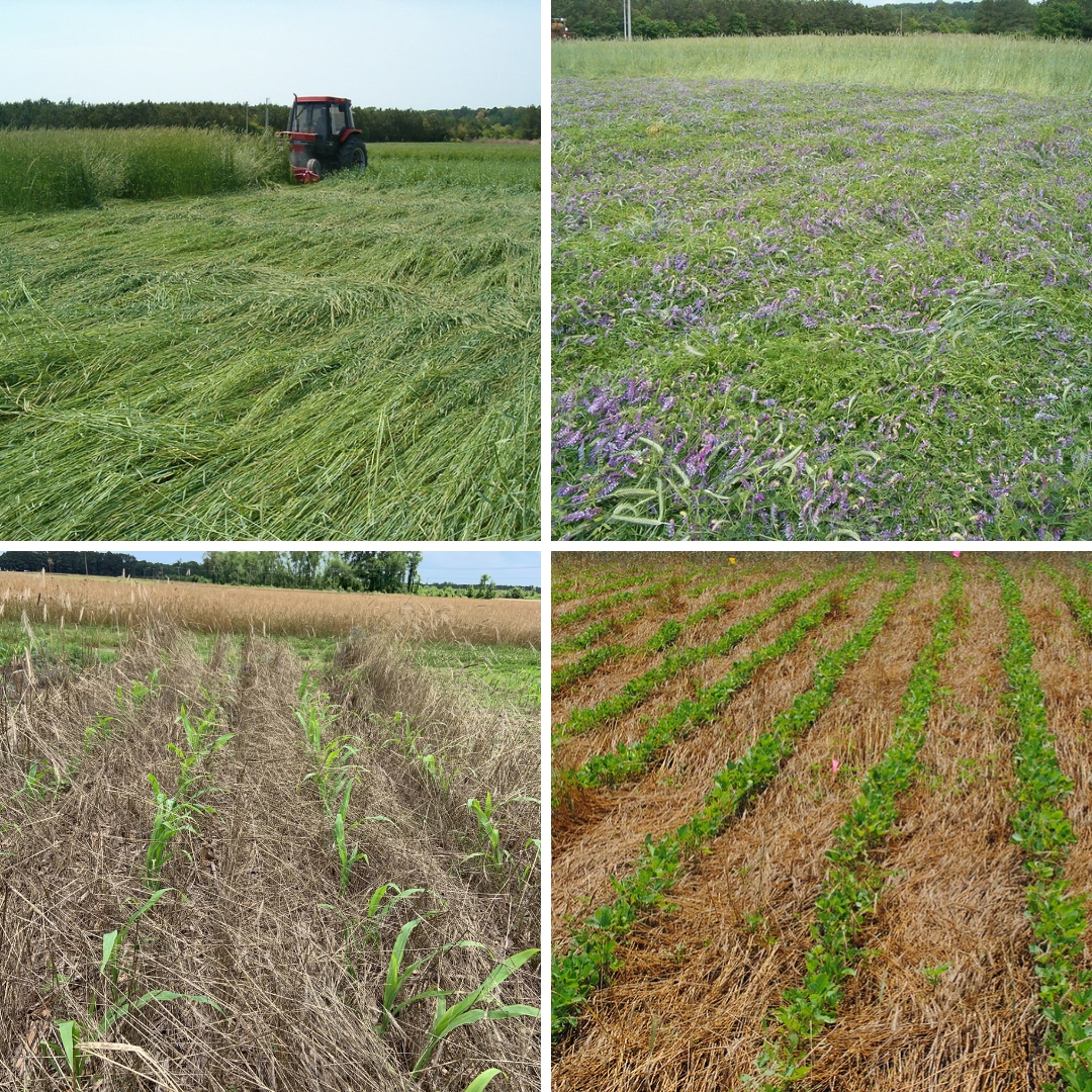 Managing Fall-planted Cover Crops for Maximum Benefit | Cooperative ...