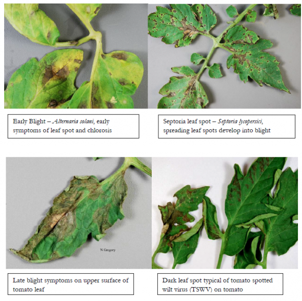 Leaf Spot Diseases in Garden Tomatoes | Cooperative Extension ...