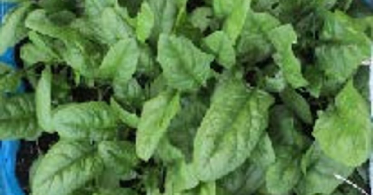 Spinach | Cooperative Extension | University of Delaware