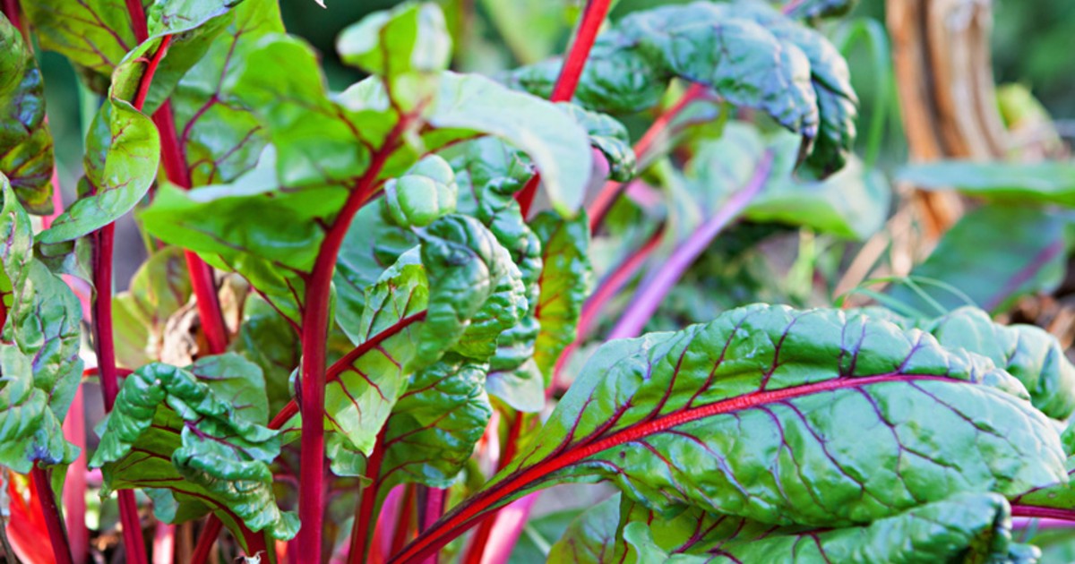 Swiss Chard | Cooperative Extension | University of Delaware