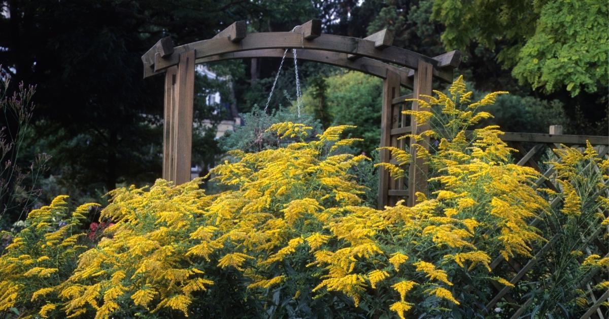 A better Delaware through Backyard Habitats