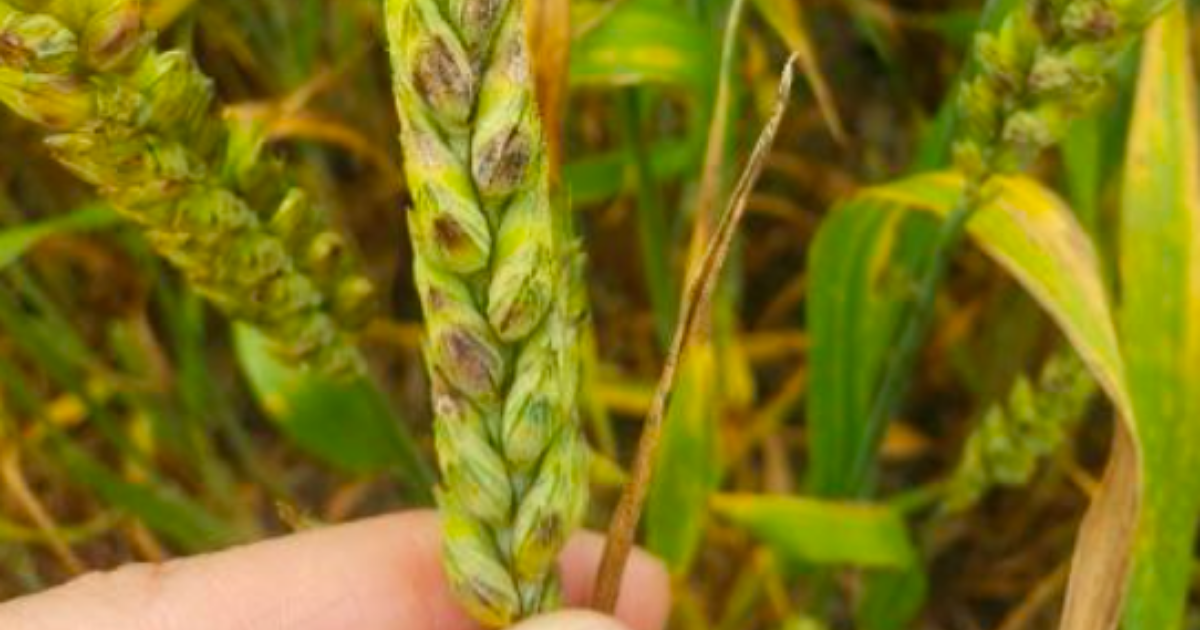 Septoria Nodorum Blotch a.ka. Septoria Glume Blotch | Cooperative ...