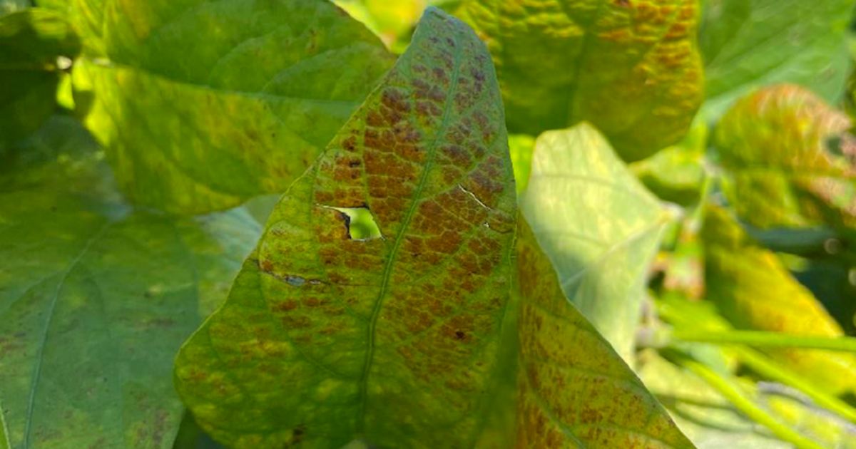 Cercospora Leaf Blight and Purple Seed Stain in Soybean