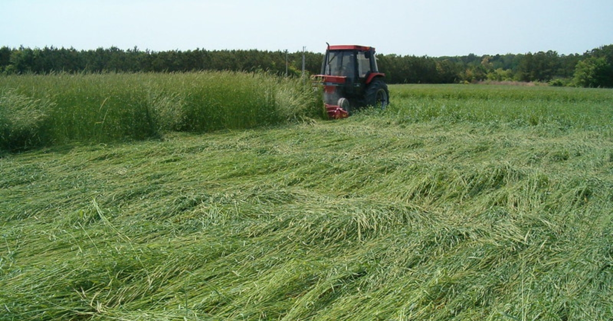 Managing Fall-planted Cover Crops for Maximum Benefit | Cooperative ...