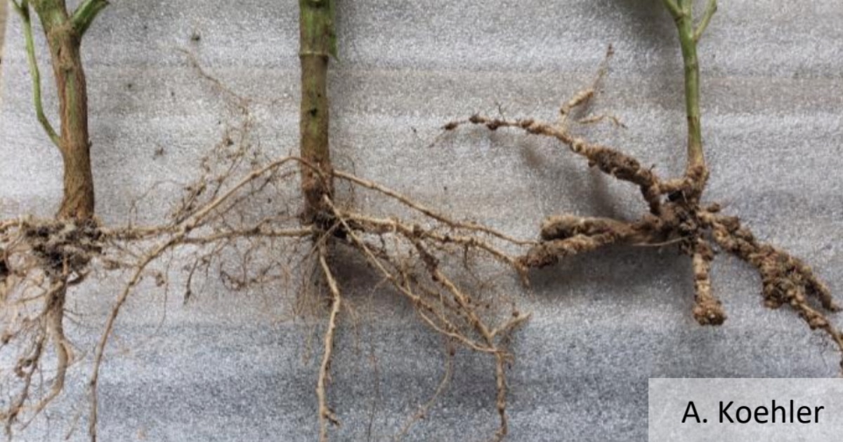 Root-Knot Nematode in Soybean