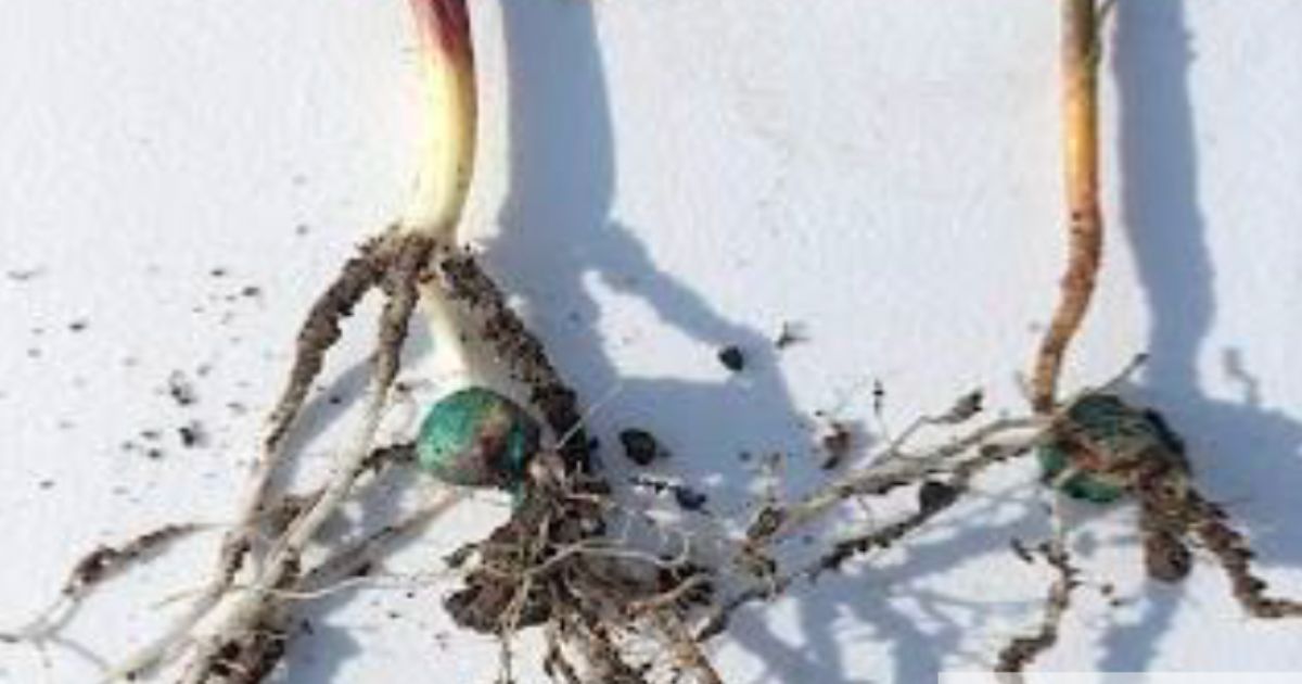 Small Grain: Early Season Symptom Chart