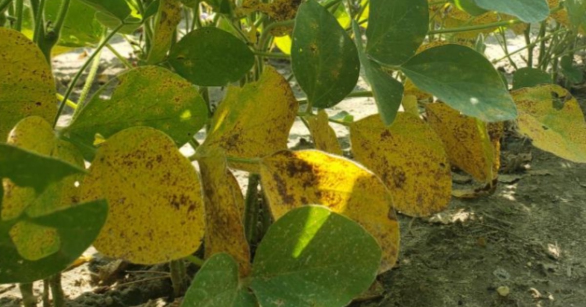 Septoria Brown Spot in Soybean
