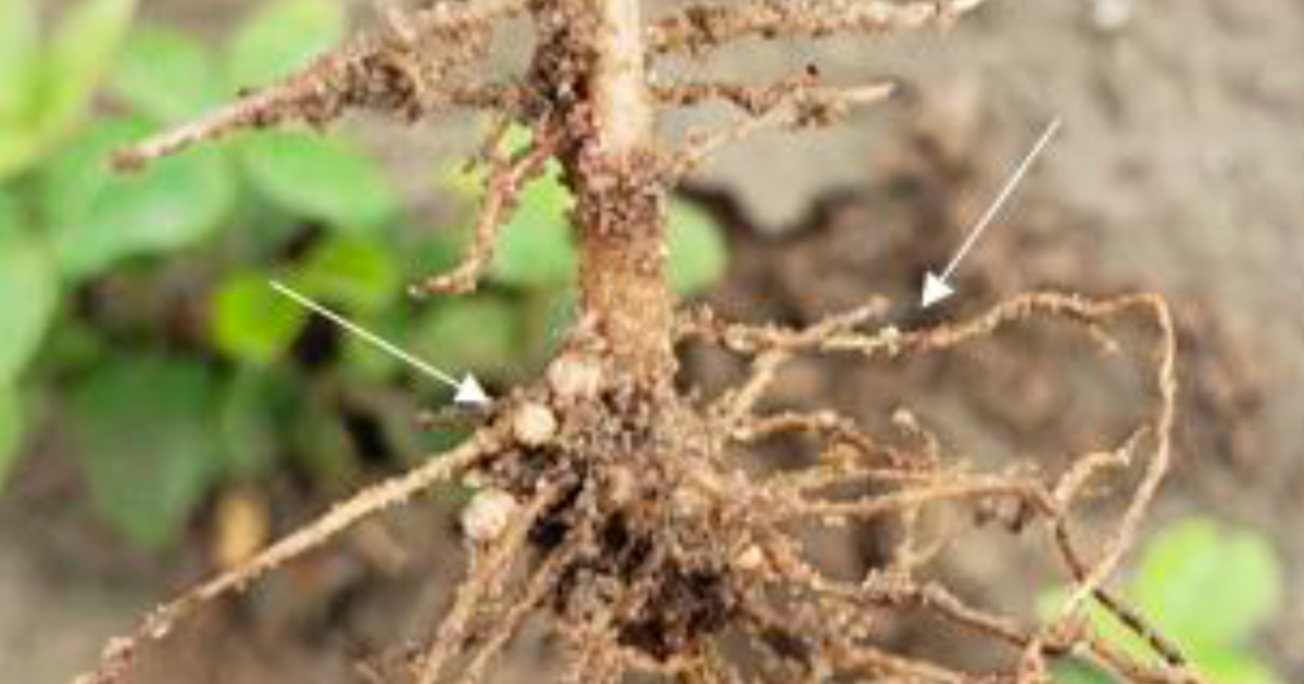Soybean Cyst Nematode Part 2