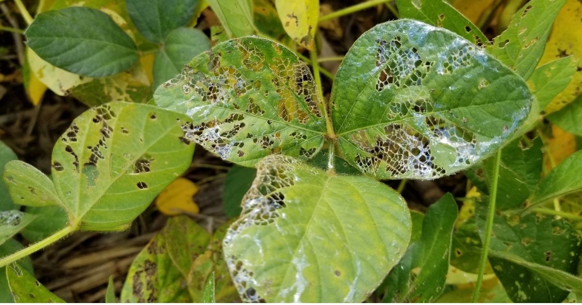 Commercial Field Crop Insect Management | Cooperative Extension ...