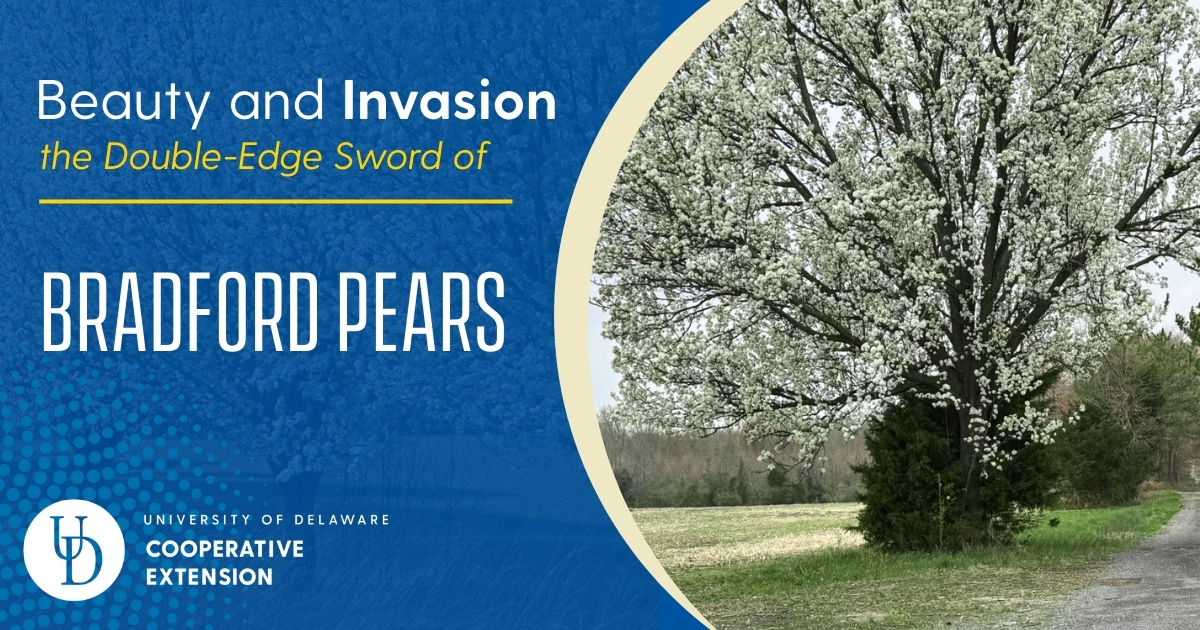 Beauty and Invasion- The Double Edge Sword of Bradford Pears