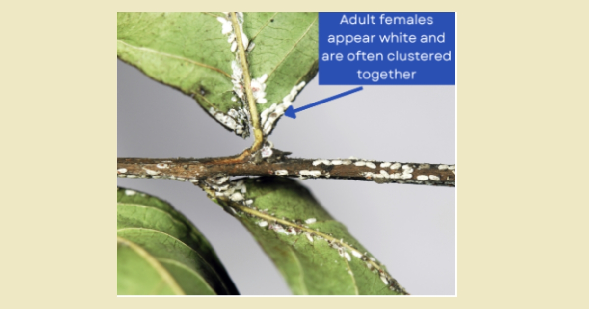 Crape Myrtle Bark Scale Insect | Cooperative Extension | University of ...