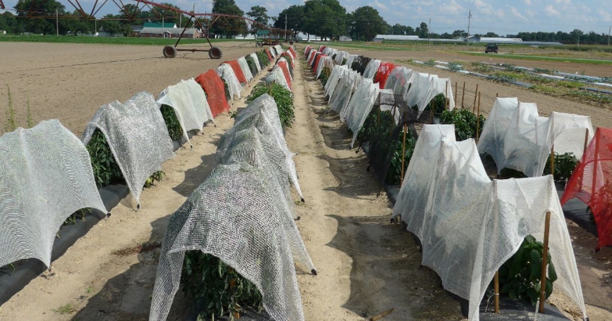 Protecting your garden vegetables from heat stress | Trending Issues ...