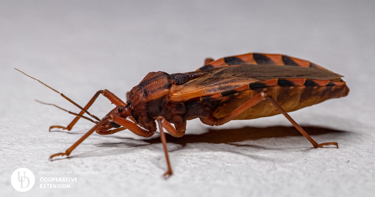 Kissing Bug | Cooperative Extension | University of Delaware