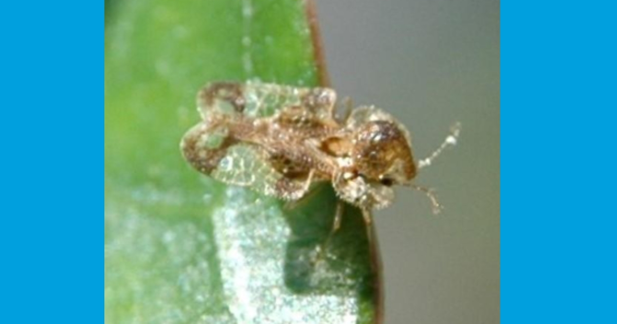 Azalea Lace Bug | Cooperative Extension | University of Delaware