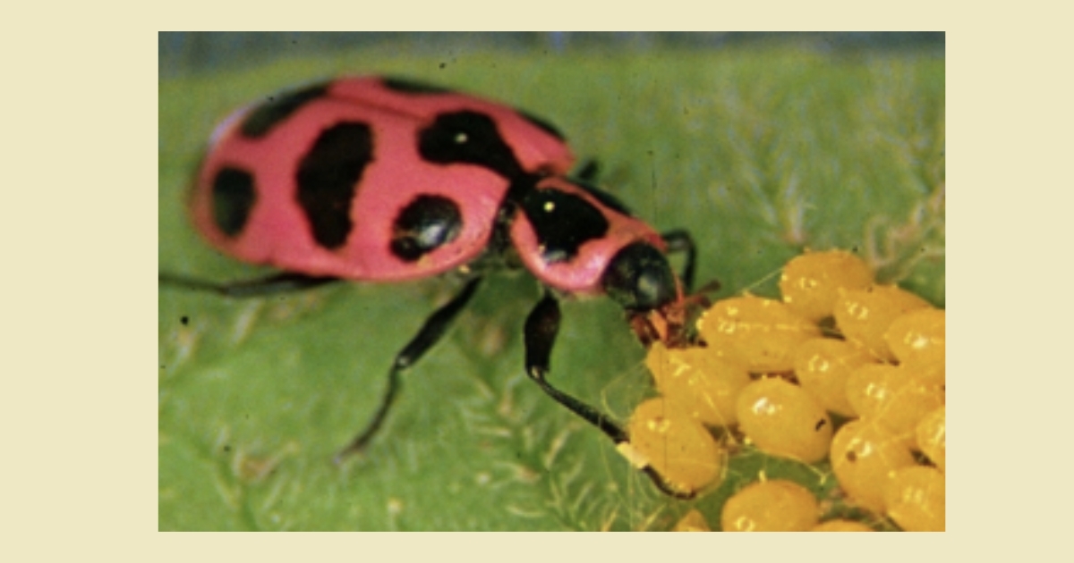Lady Beetle | Cooperative Extension | University of Delaware