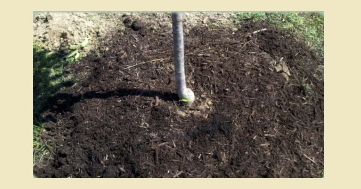 Plant Installation | Cooperative Extension | University of Delaware