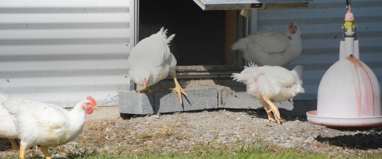 Cooperative Extension | College of Agriculture & Natural Resources ...