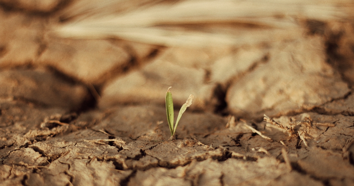 Salt Effects on Crops of the Delmarva Peninsula | Cooperative Extension ...
