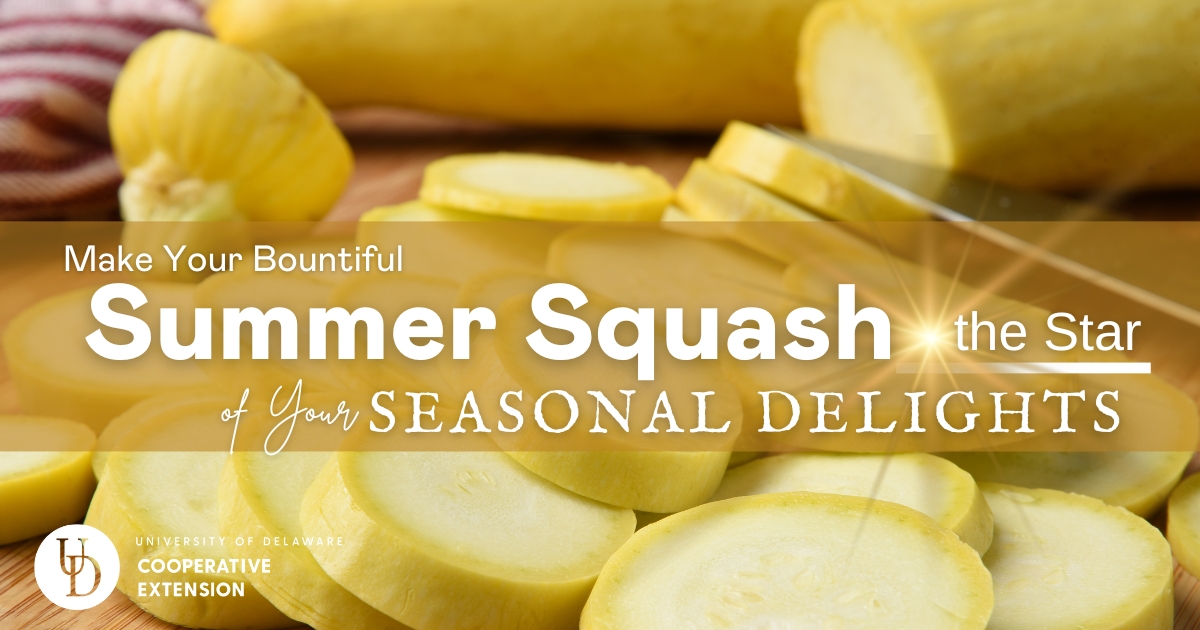 Make Your Bountiful Summer Squash the Star of Your Seasonal Delights