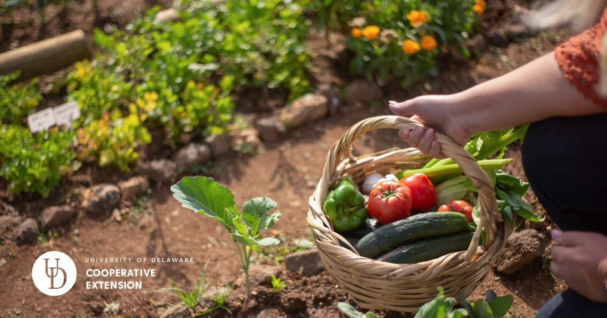 Vegetable Garden Basics | Cooperative Extension | University of Delaware