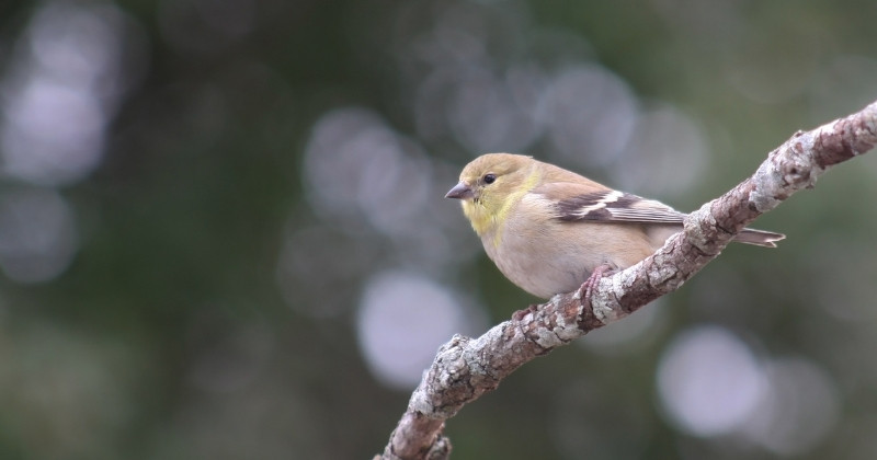 Entomology and Wildlife Ecology | College of Agriculture & Natural ...