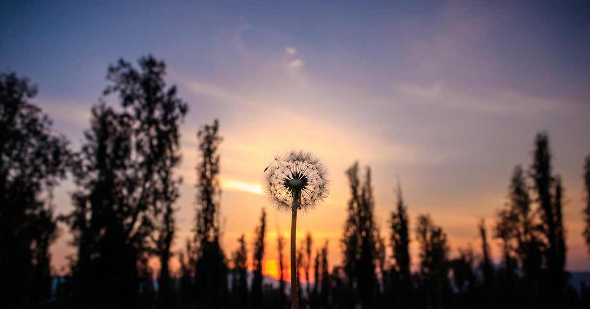 Choosing Your Executor