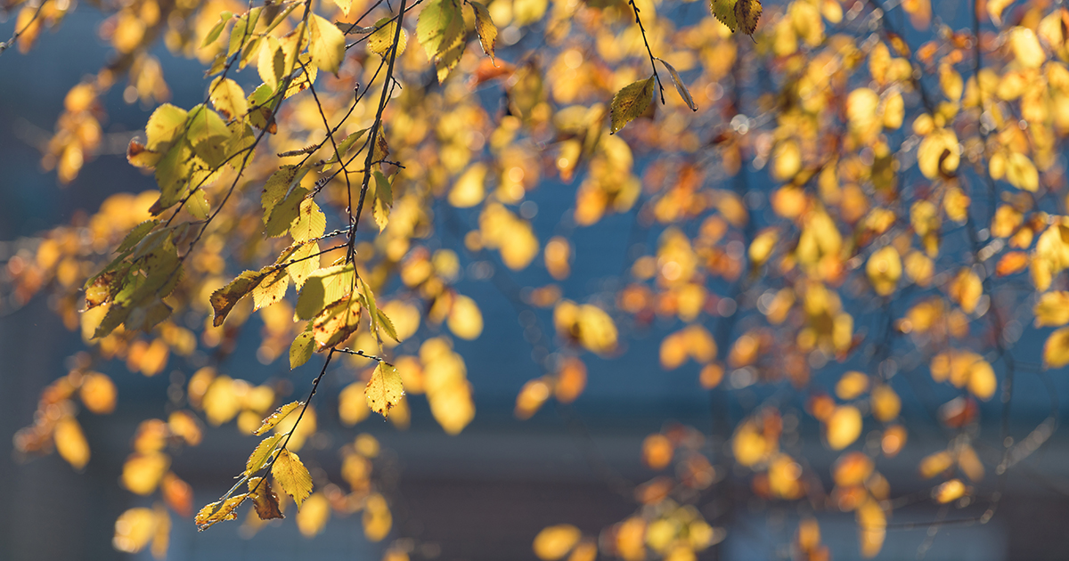 Native American Heritage Month 2020 | Student Life News | University of ...