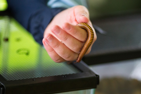 Insect carnival | UDaily
