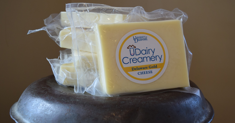 New cheese at UDairy Creamery | UDaily