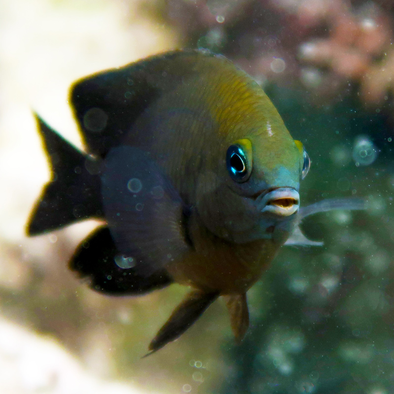 Blue Velvet Damselfish