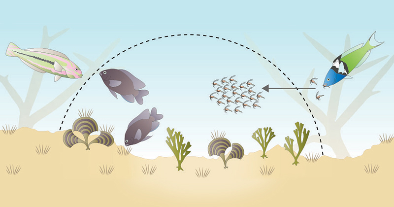 Domesticated shrimp | UDaily