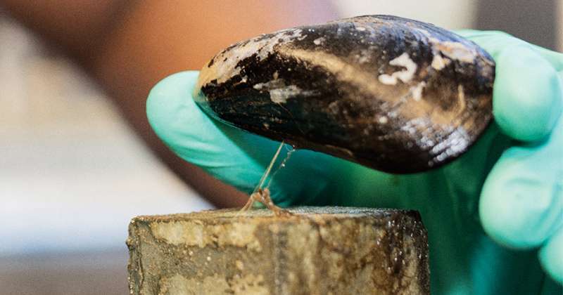 Structural adhesives inspired by mussels | UDaily
