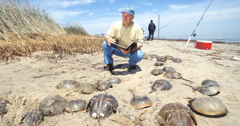 In Memoriam: William R. Hall Jr. | UDaily