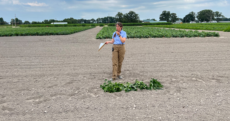 More lima beans, please | UDaily