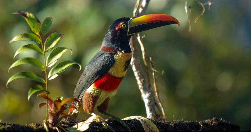 Conservation abroad | UDaily