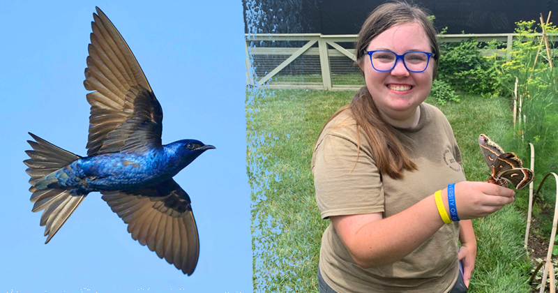 Quantifying purple martin diet | UDaily