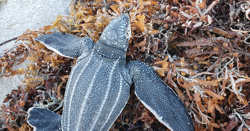 Saving sea turtles | UDaily