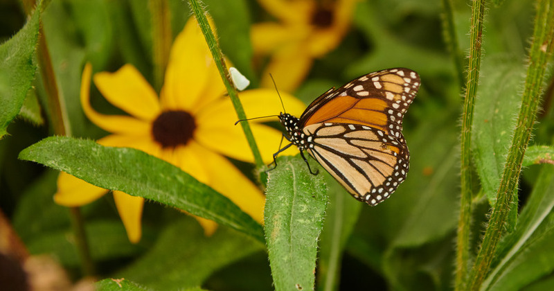 Protecting monarch butterflies | UDaily