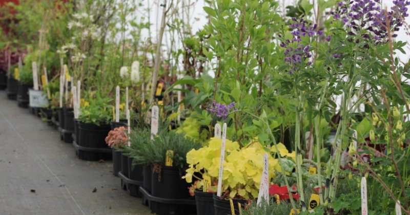 UD Botanic Gardens spring plant sale April 28-29 | University of Delaware